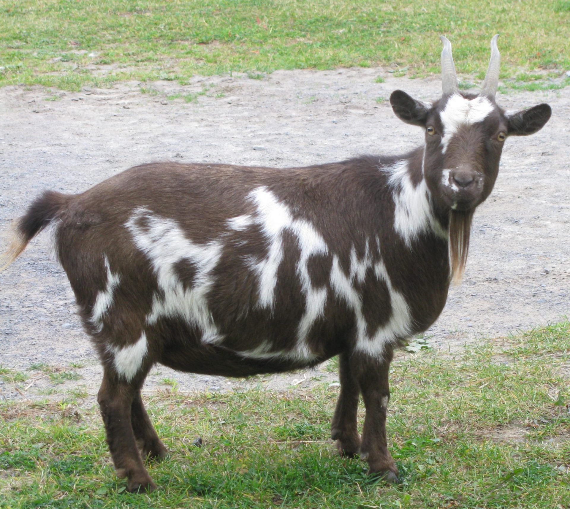 Memorial to Luna - Spring Farm CARES