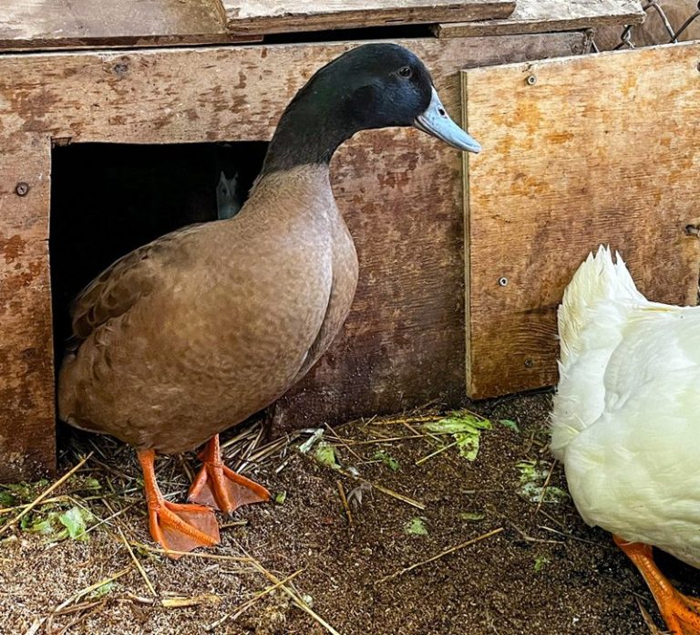 Duck - Peter - Spring Farm CARES