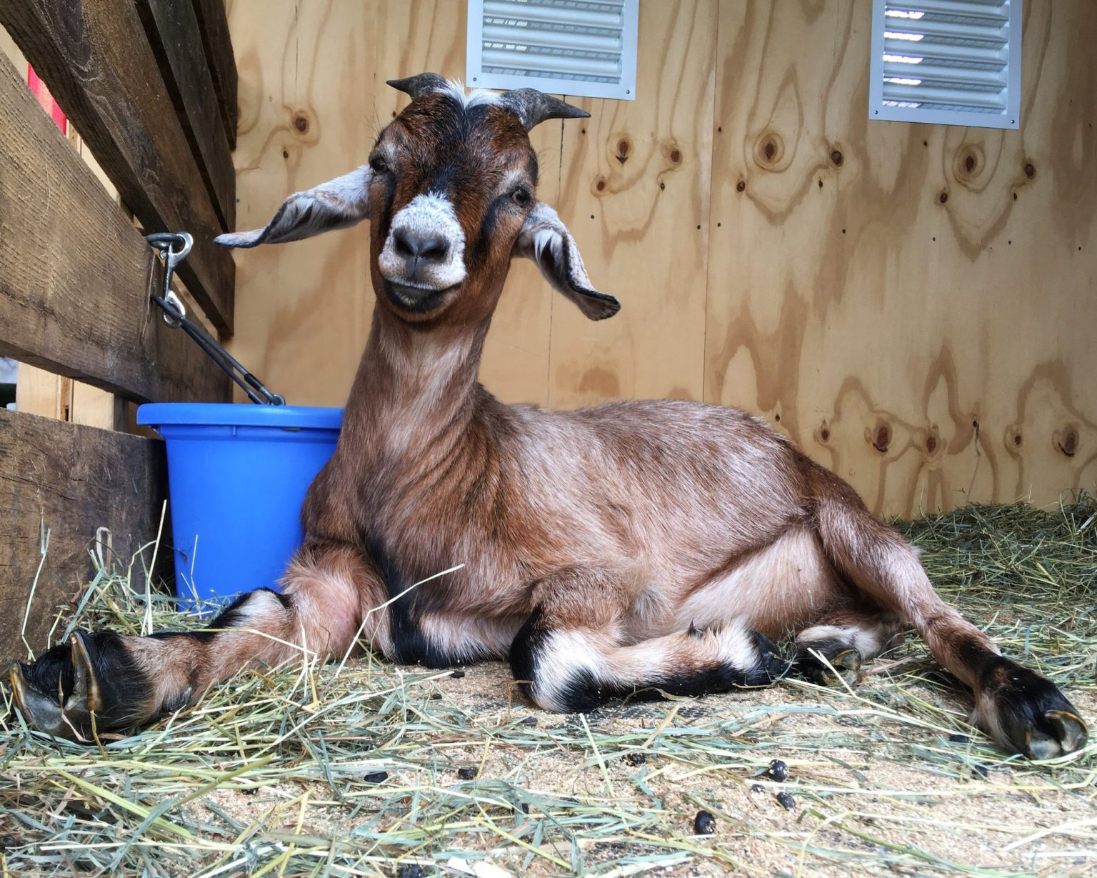 Animal Message of the Day: Clark - Spring Farm CARES
