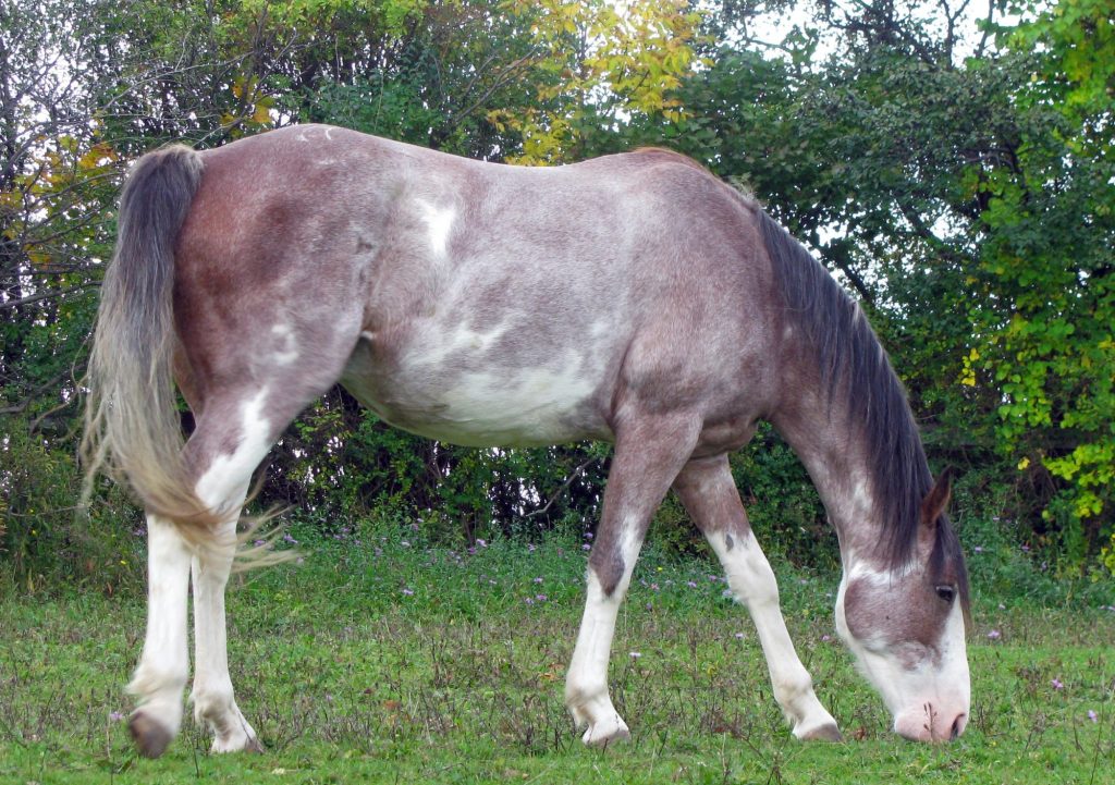 Animal Message of the Day: Shawnee - Spring Farm CARES