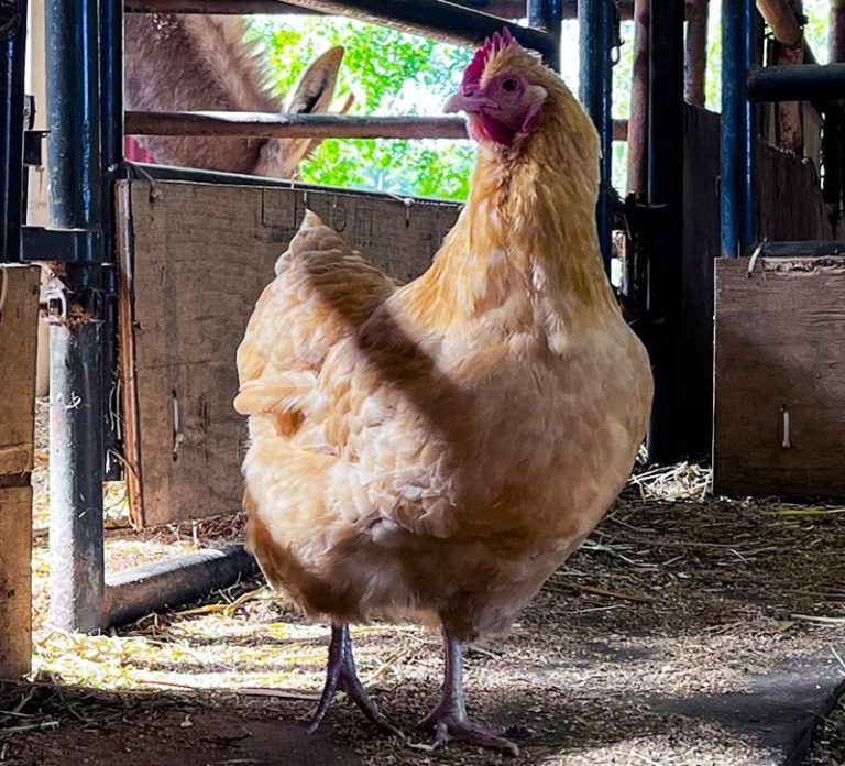 Chicken - Buffy - Spring Farm CARES