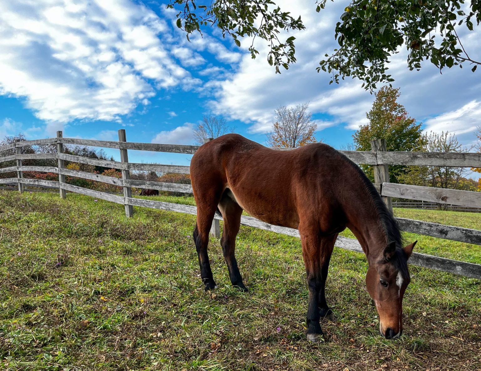 Animal Message of the Day - Brandy - Spring Farm CARES