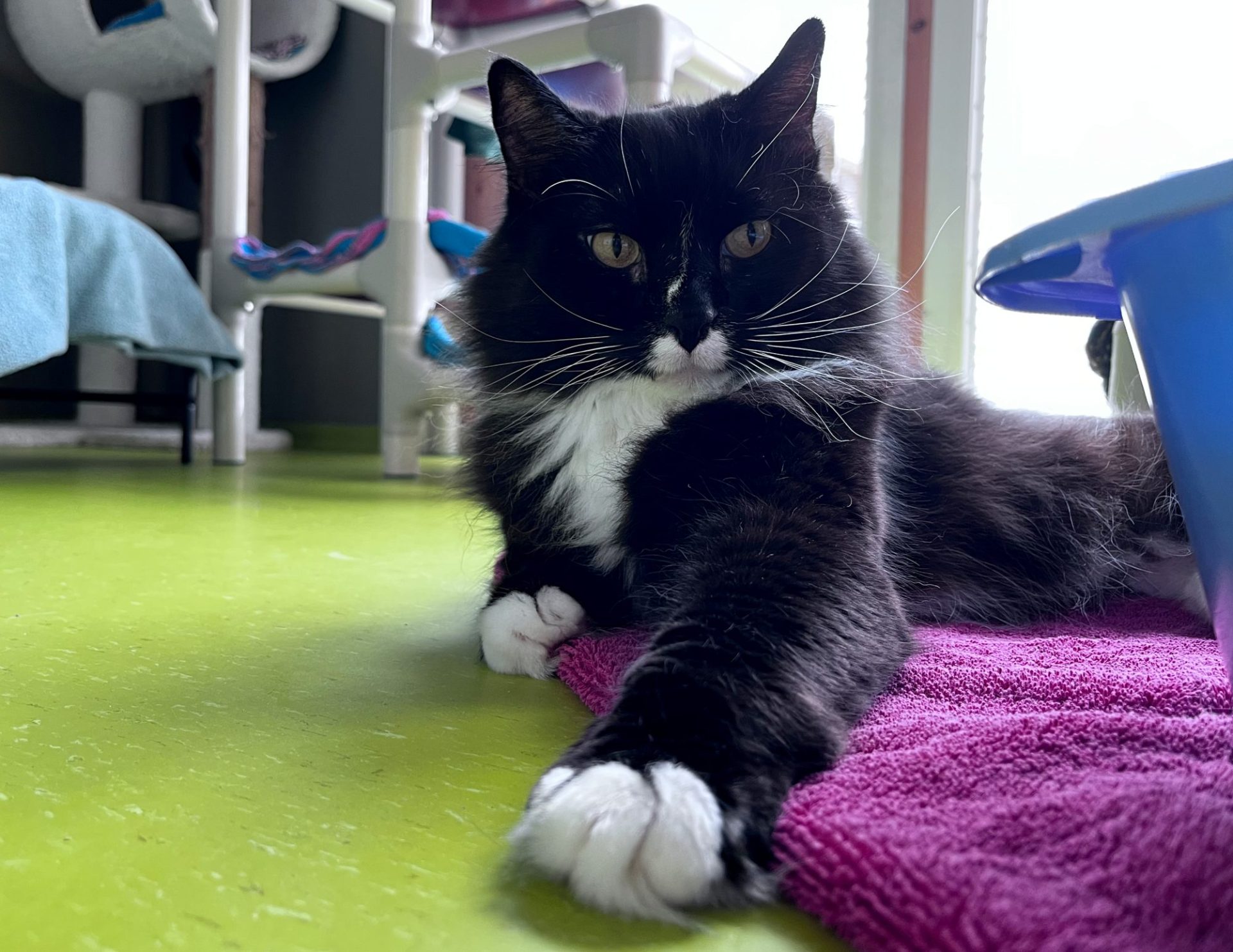 Animal Message of the Day - Ollie - Spring Farm CARES