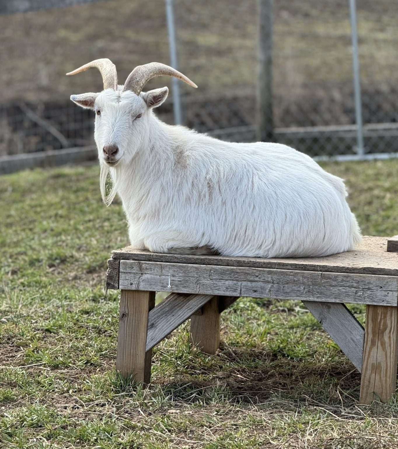 Animal and Nature Sanctuary - Spring Farm CARES