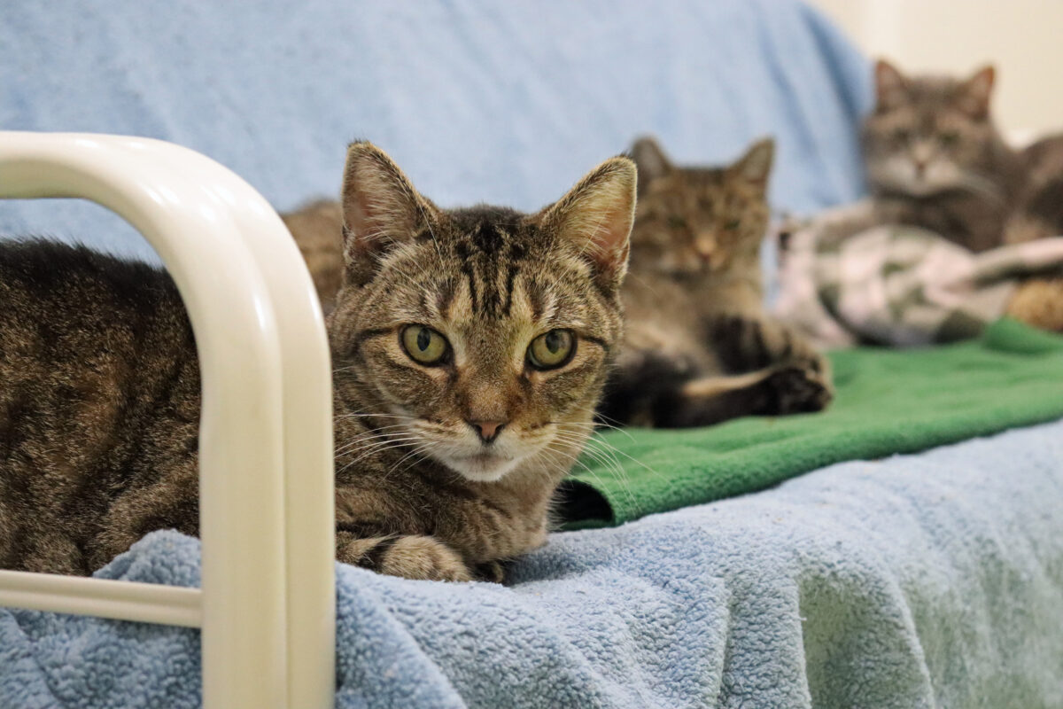 Animal and Nature Sanctuary - Spring Farm CARES