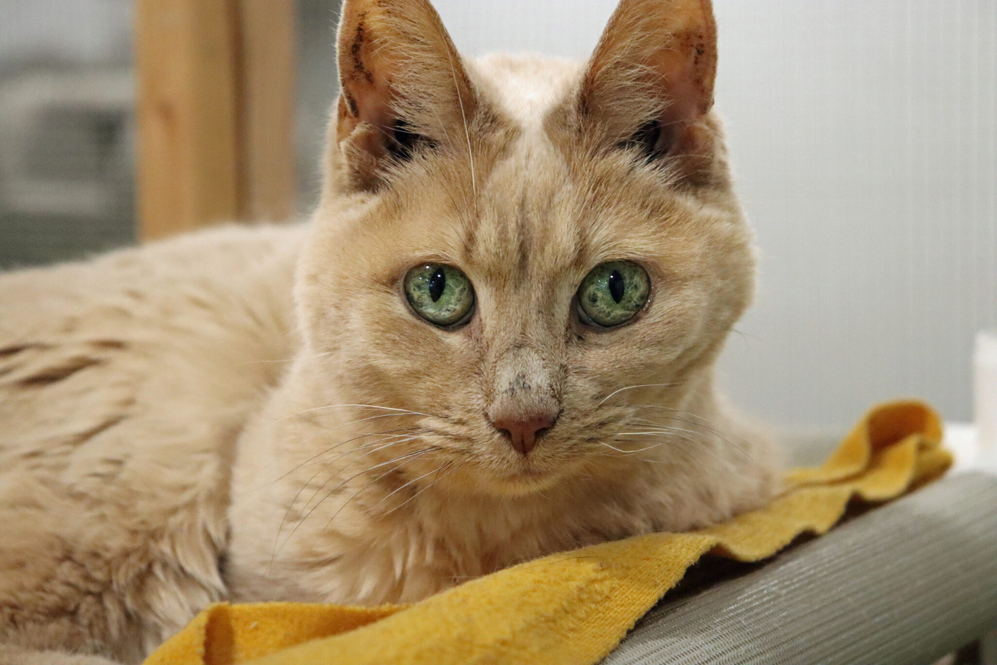 Animal Sanctuary - Spring Farm CARES