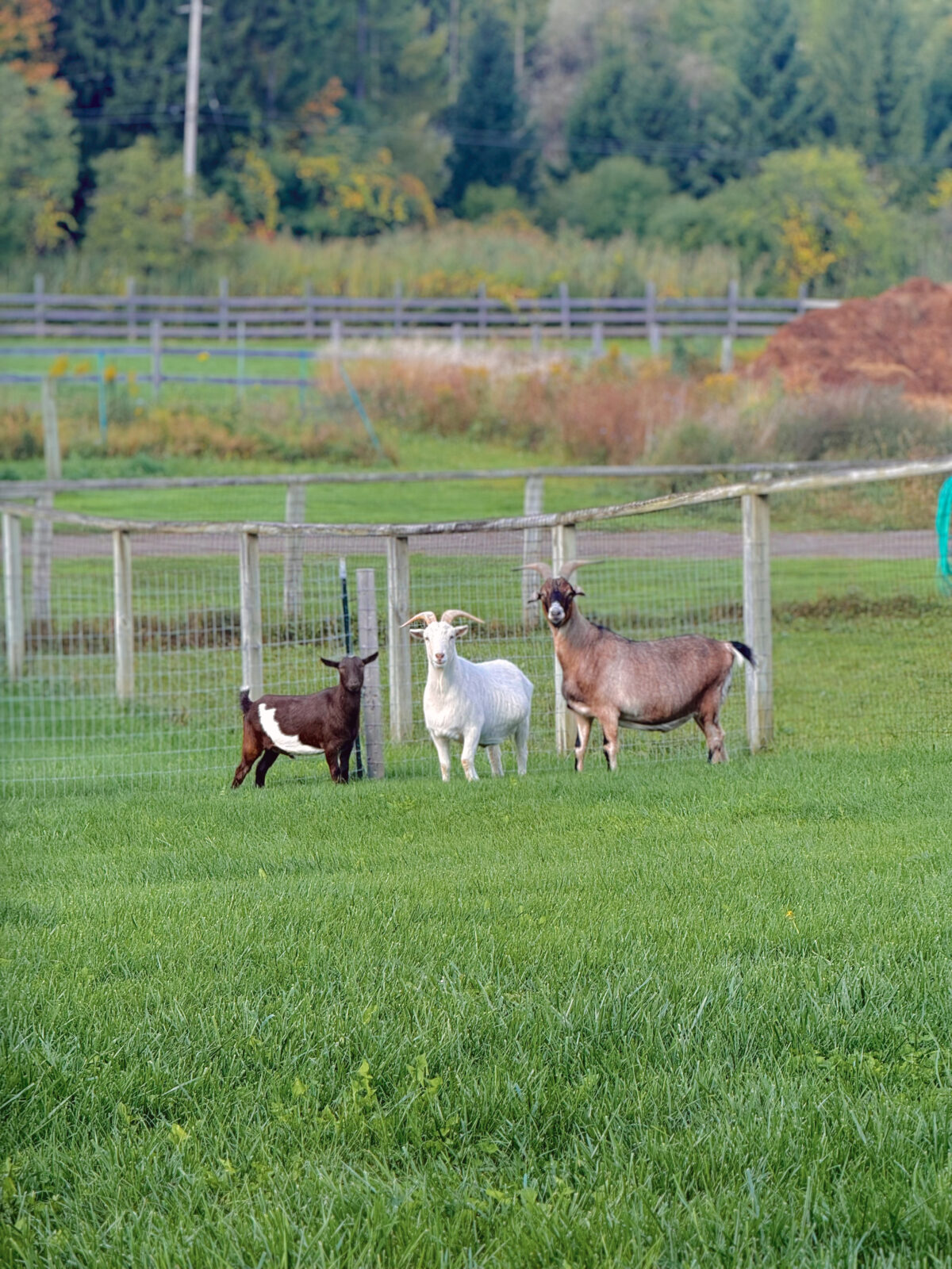 Animal and Nature Sanctuary - Spring Farm CARES