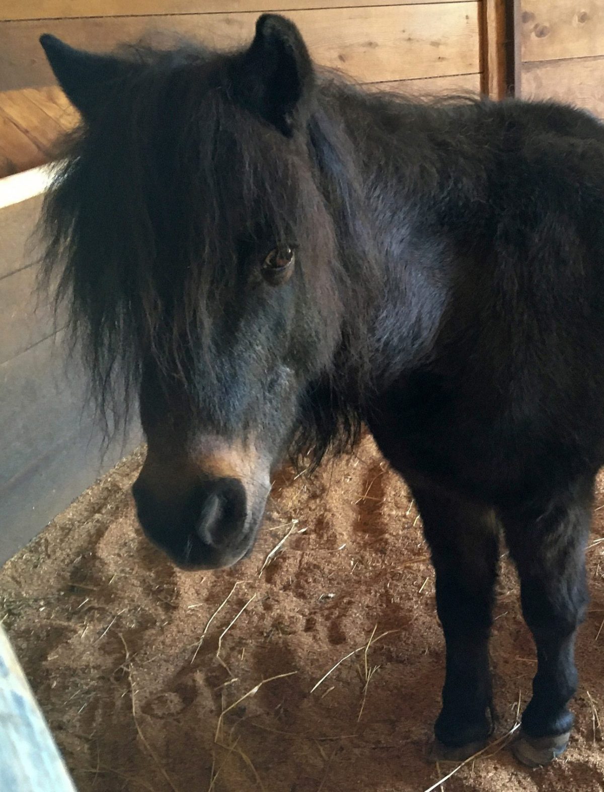 Daily Animal Message - Charlie - Spring Farm CARES