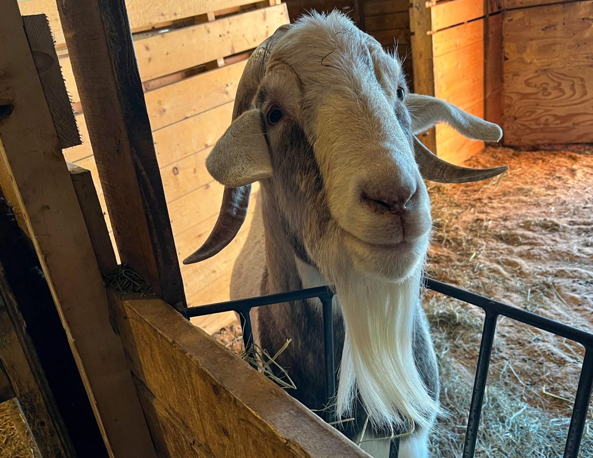 Daily Animal Message - Gilligan - Spring Farm CARES