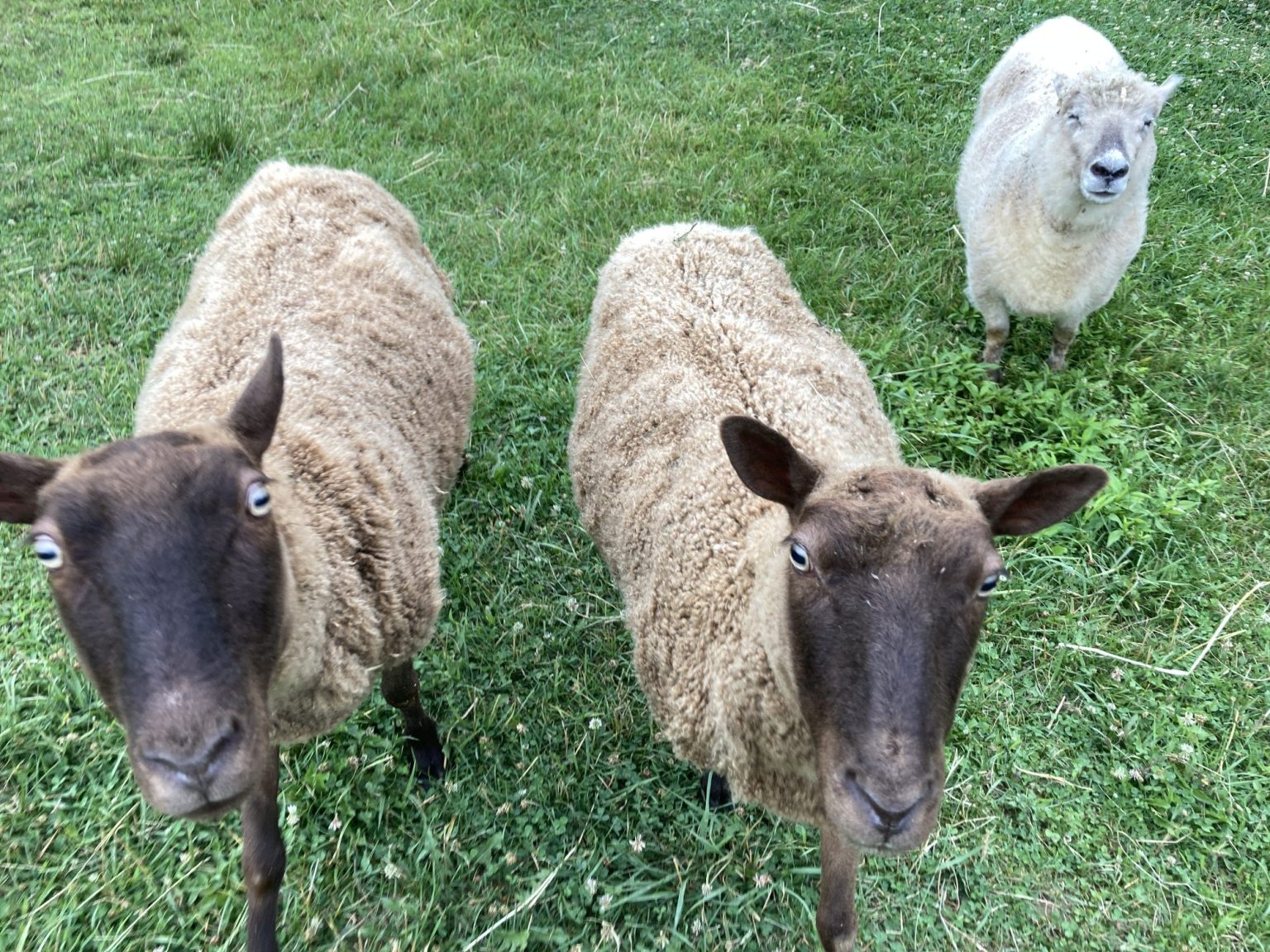 Daily Animal Message - Hershey & Mocha - Spring Farm CARES