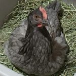 Daily Animal Message - Betsy - Spring Farm CARES